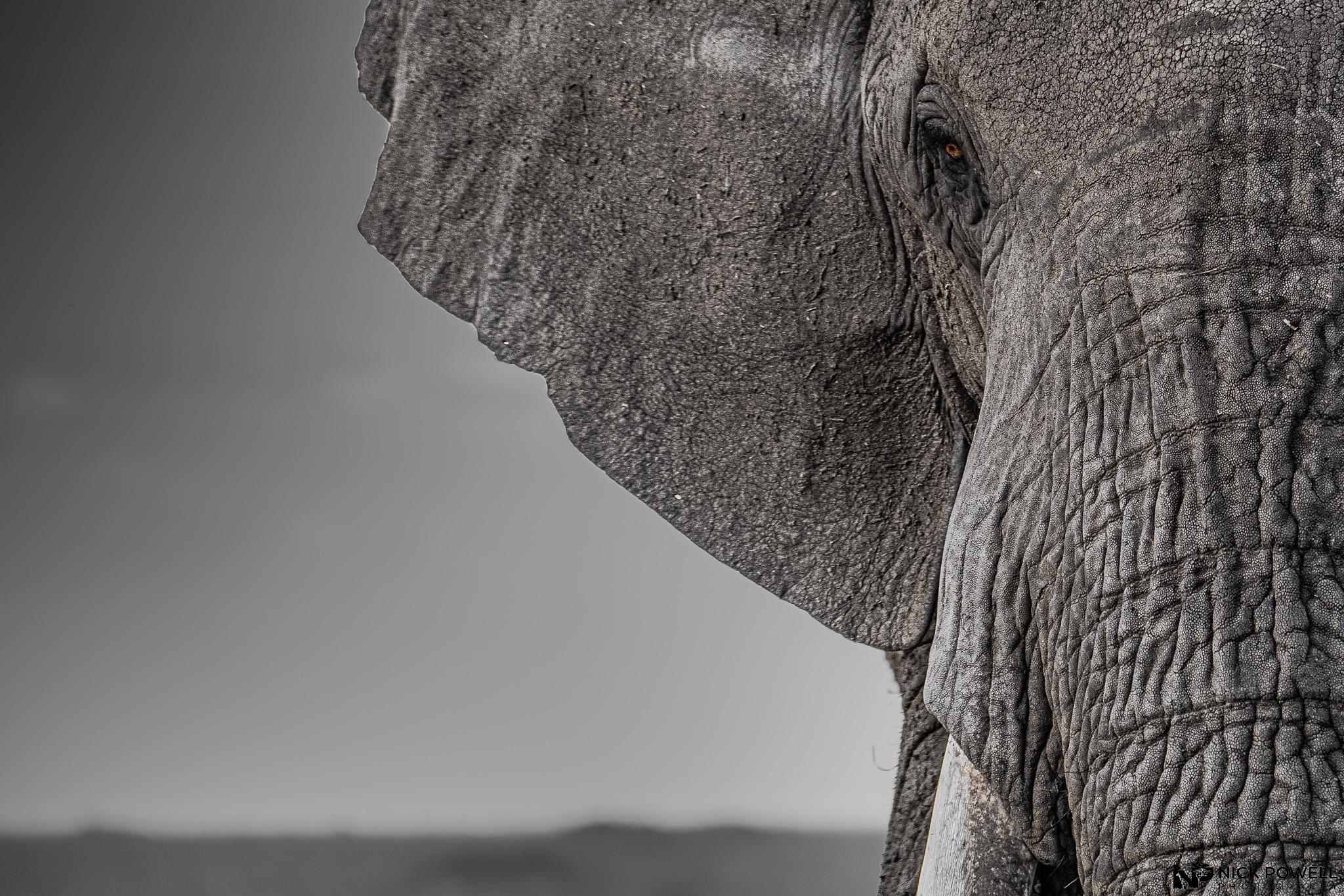 Masai Mara November 2024 Portfolio 2 | NP Photography